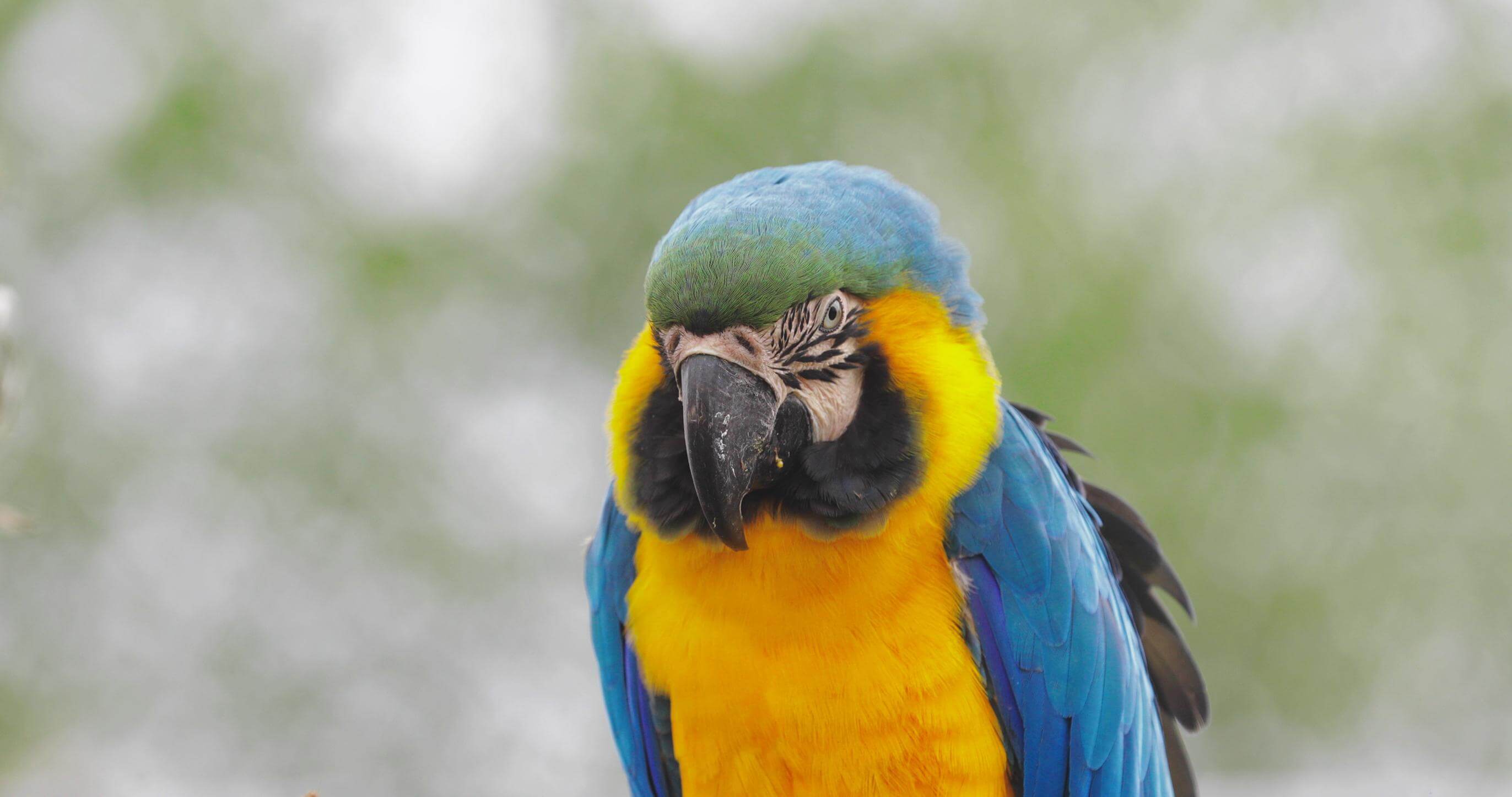 Bienvenue en Amérique du Sud I Parrot World