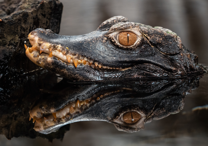 L'Ara rouge I Parrot World