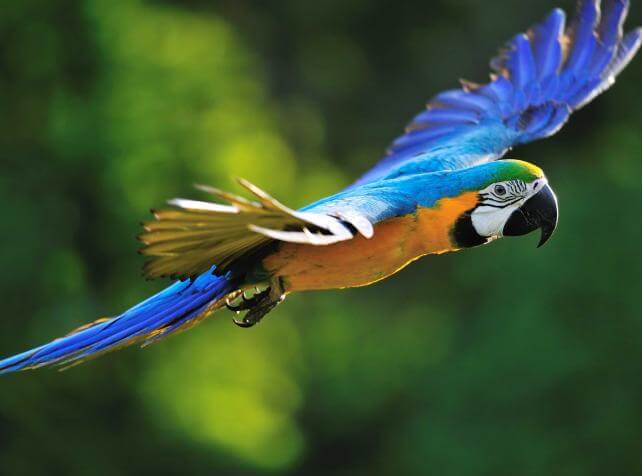 Tout savoir sur les perroquets I Parrot World