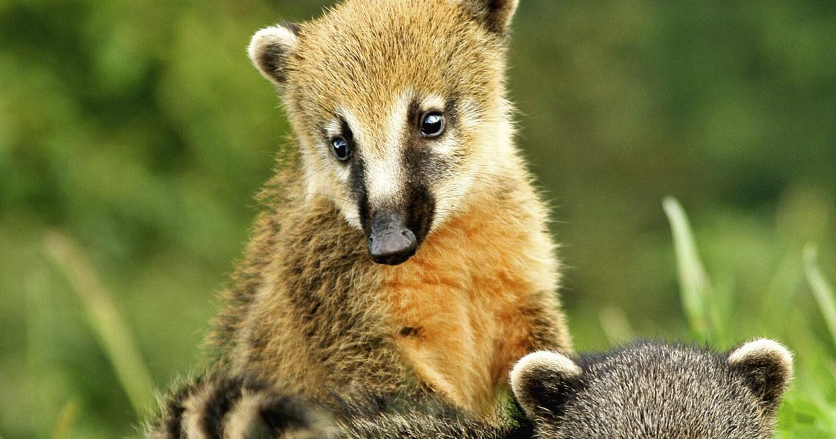 Le coati brun I Parrot World