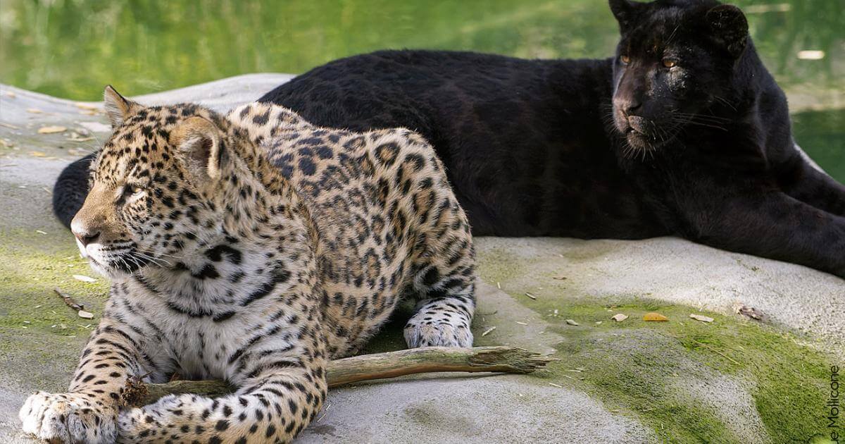 Départ des jaguars | Parrot World