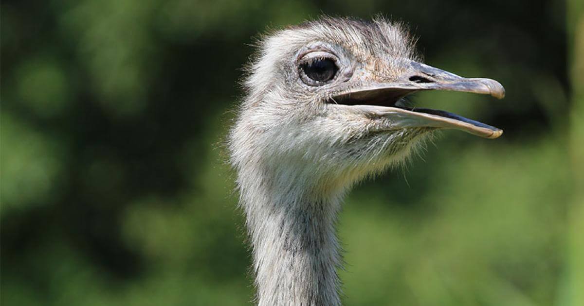 Nandou d'Amérique I Parrot World