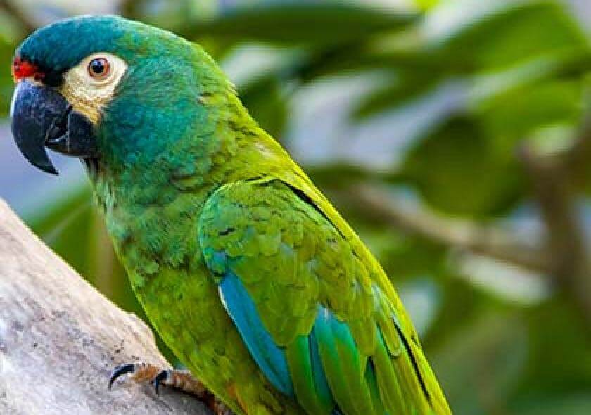 Tout savoir sur les perroquets I Parrot World