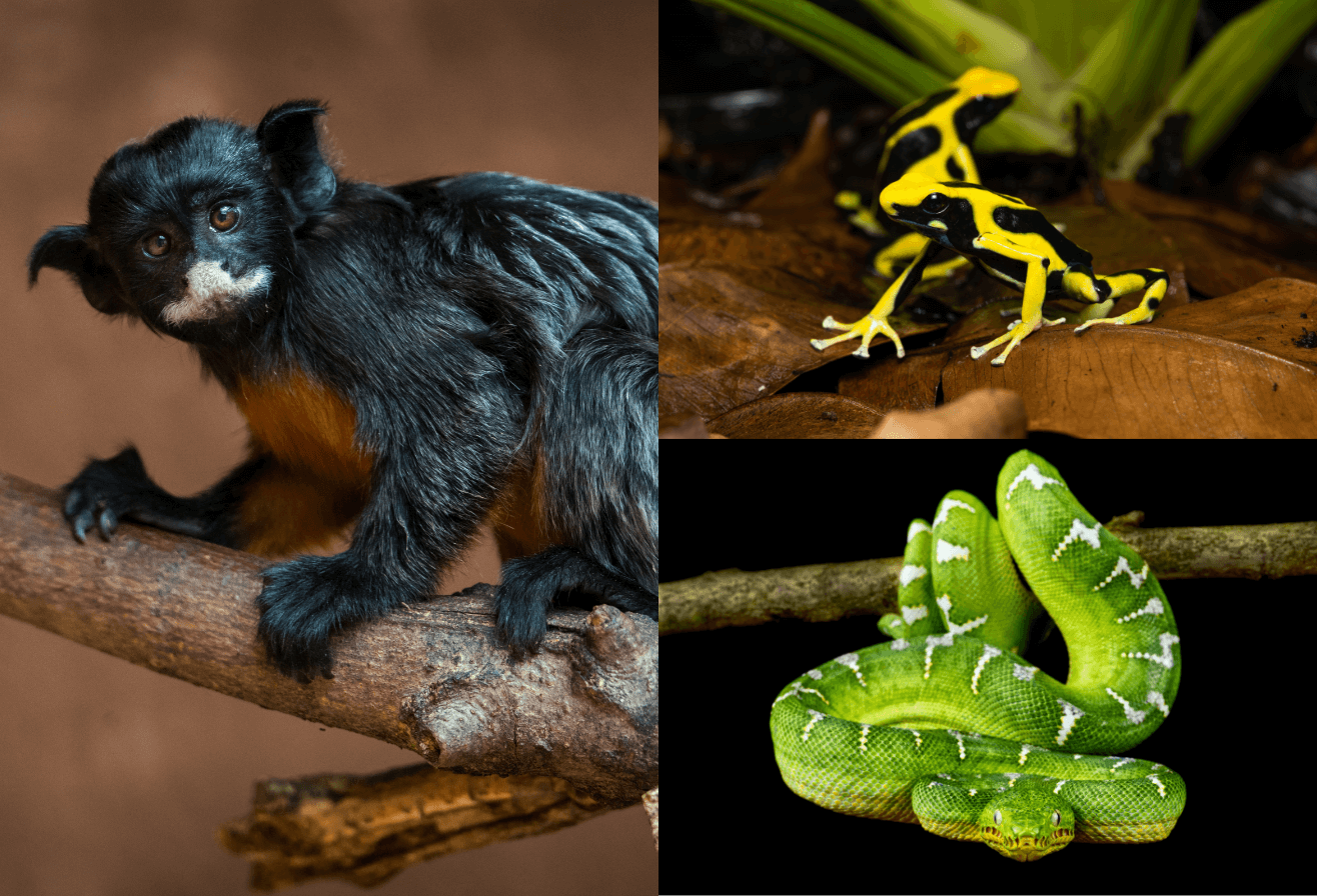 Parrot World : Zoo & Parc Animalier Immersif à 30 min de Paris