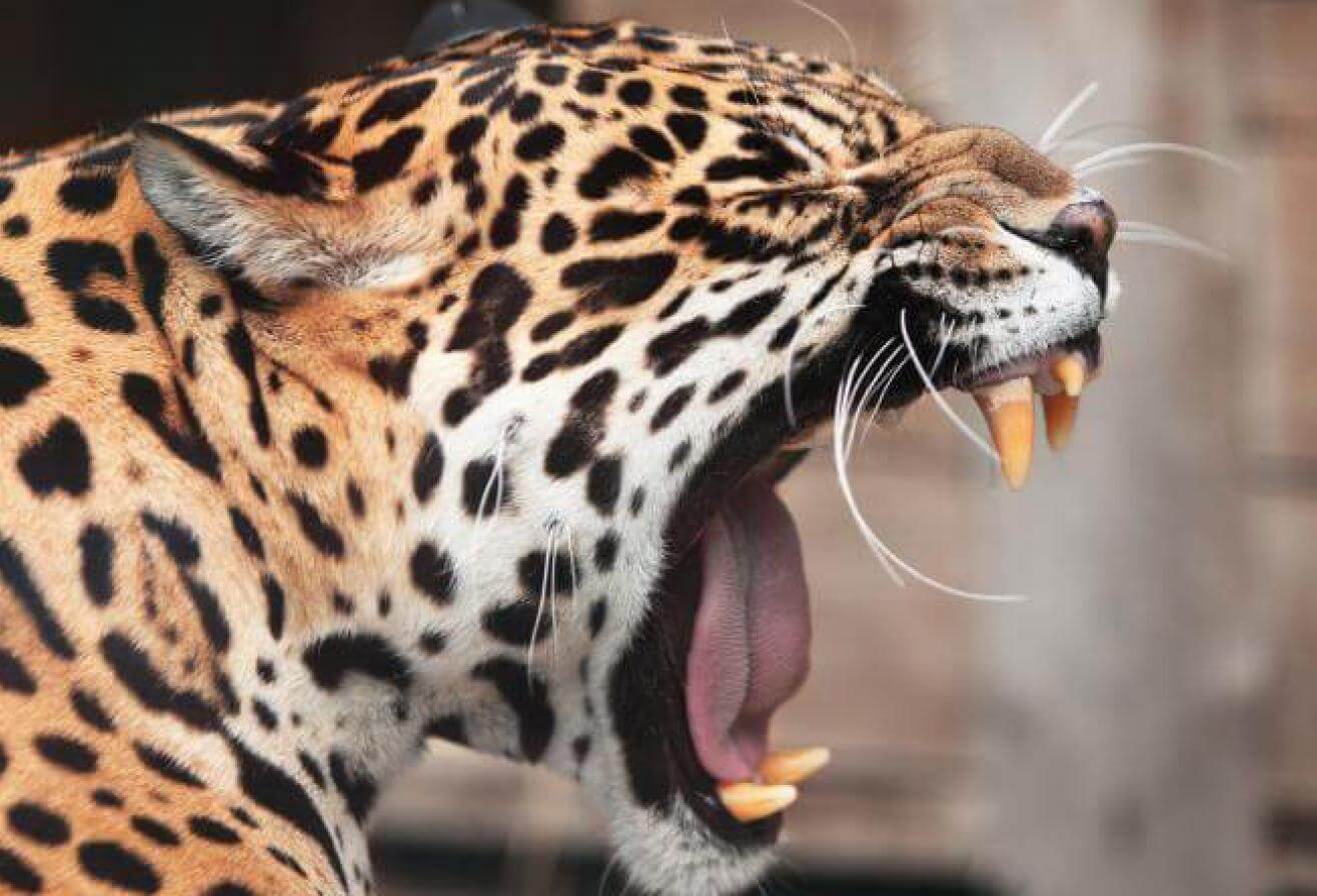 Bienvenue en Amérique du Sud I Parrot World